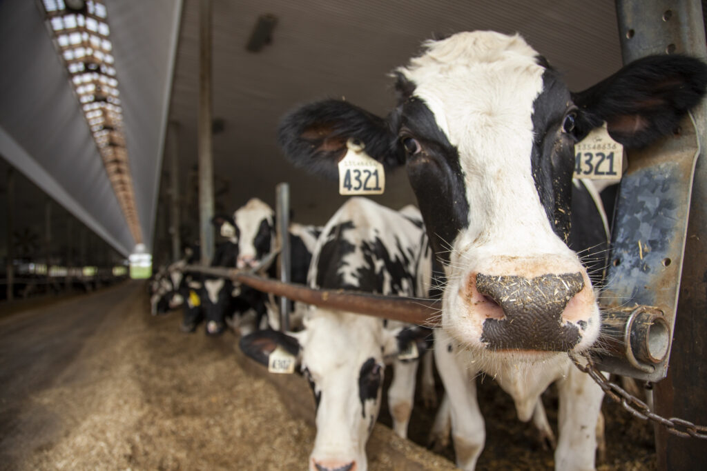 Archives: Events - Summit Station Dairy